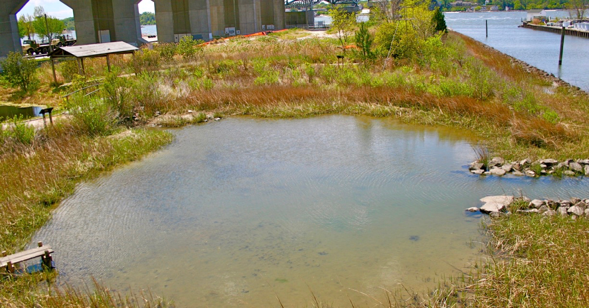 Carl Hershner Teaching Marsh | Center for Coastal Resources Management ...