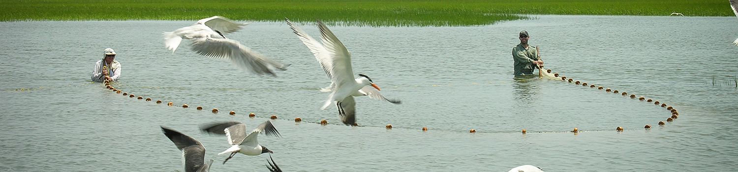 Longfin Inshore Squid | Virginia Institute of Marine Science
