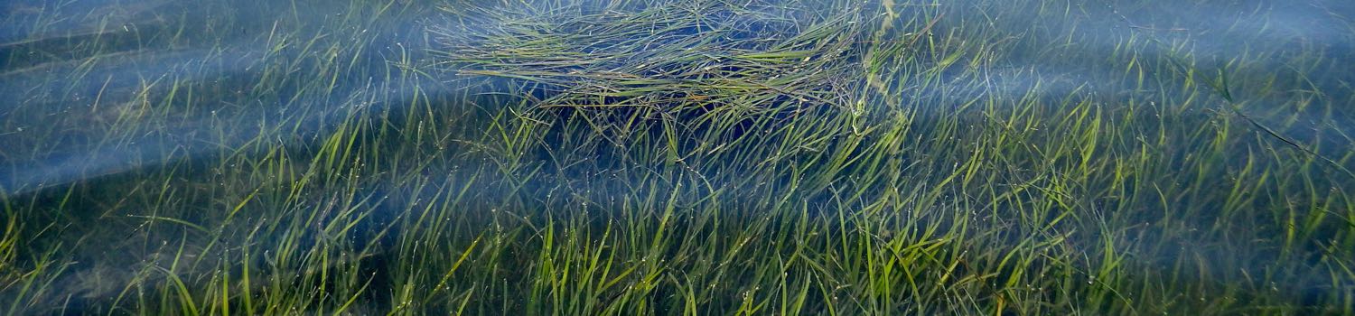 Eelgrass | Virginia Institute of Marine Science