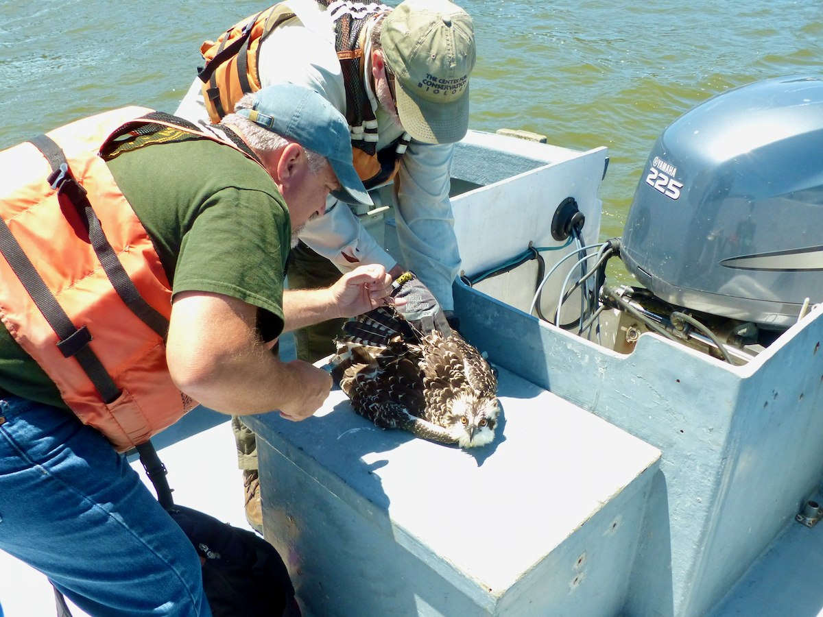Plastic pollution hits home for OspreyCam followers | Virginia ...