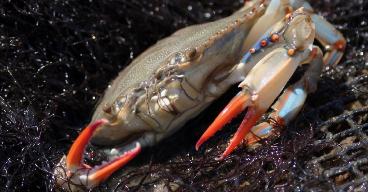 Blue crab stock remains within healthy range | Virginia Institute of ...
