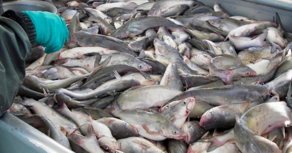 Warming may promote spread of non-native blue catfish | Virginia ...