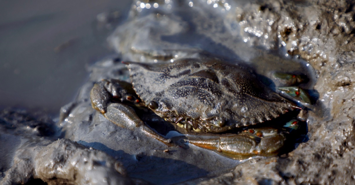 “Beautiful swimmers” attack at low tide | Virginia Institute of Marine ...