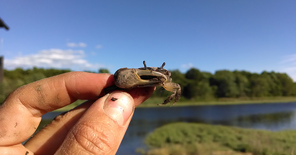 Fiddler crabs are moving north as waters warm, and salt marsh grasses ...
