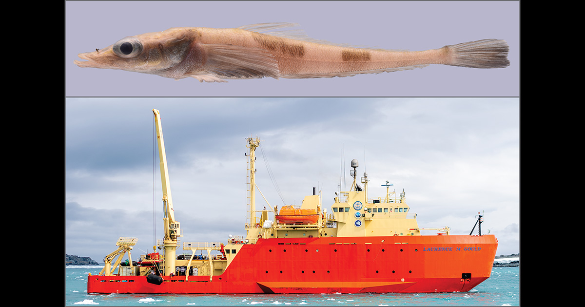 New species of Antarctic dragonfish highlights its threatened ecosystem ...