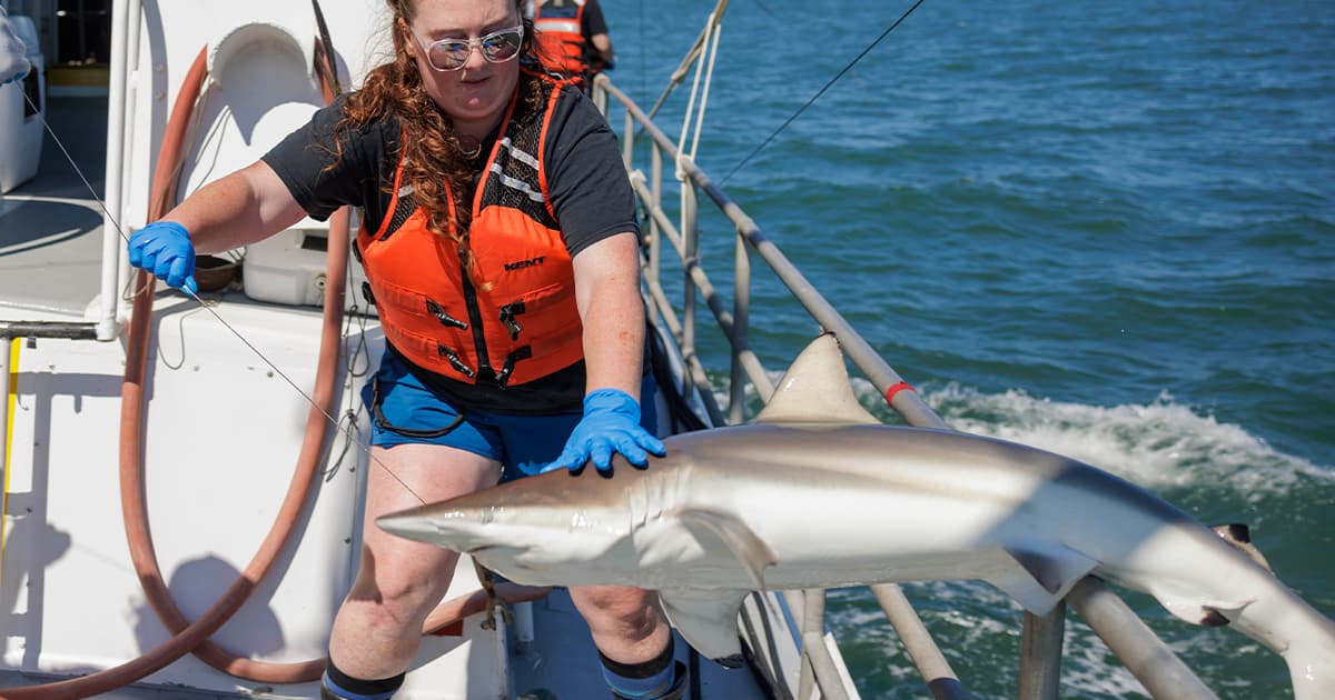 VIMS celebrates 50 years of shark research: A milestone for marine ...
