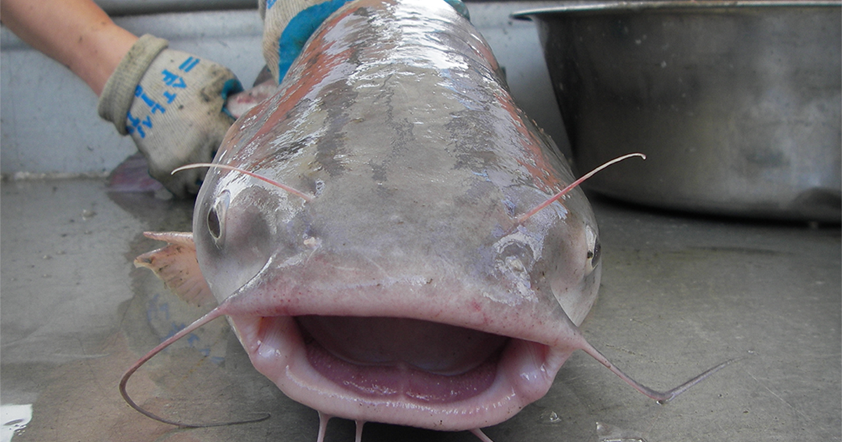 Can Virginia stop the blue catfish? New research shows the Chesapeake ...