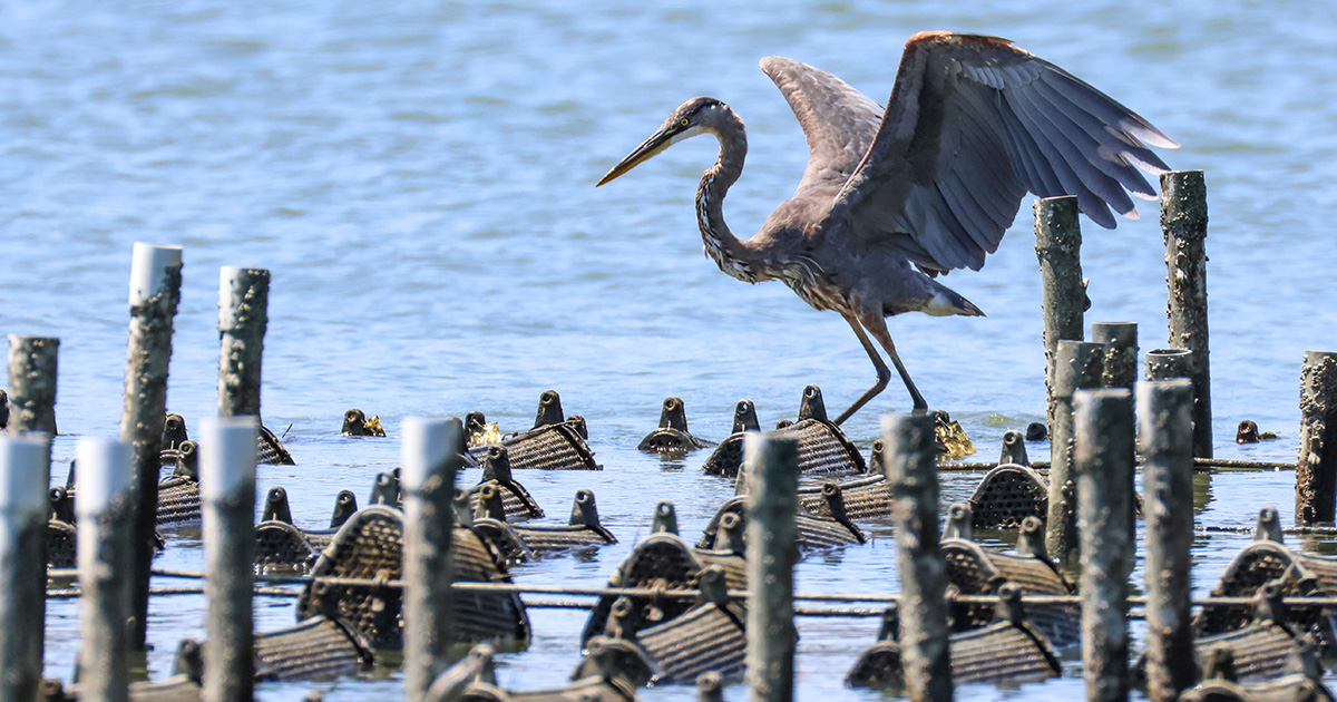 Keeping birds away from oysters could help farmers balance productivity ...