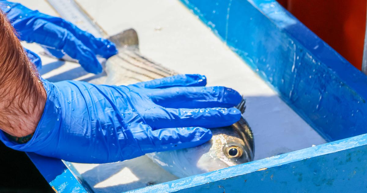 As striped bass populations decline, Batten School & VIMS ...