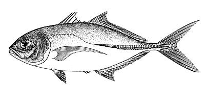 Blue Runner | Virginia Institute of Marine Science