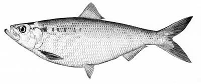 Hickory Shad | Virginia Institute of Marine Science