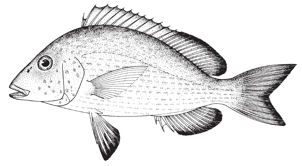 Pigfish | Virginia Institute of Marine Science