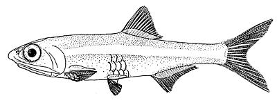 Striped Anchovy | Virginia Institute of Marine Science