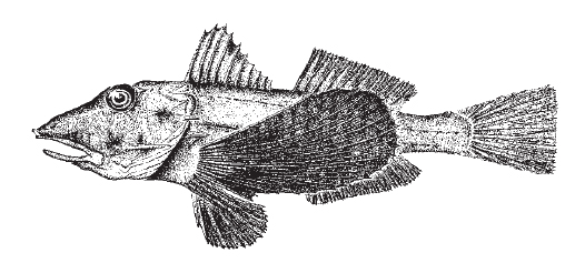 Striped Searobin | Virginia Institute of Marine Science