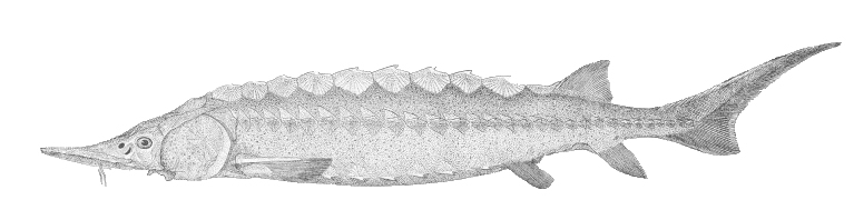 Atlantic sturgeon | Virginia Institute of Marine Science