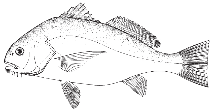 Black drum | Virginia Institute of Marine Science