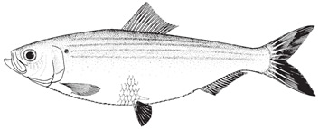 Blueback Herring | Virginia Institute of Marine Science