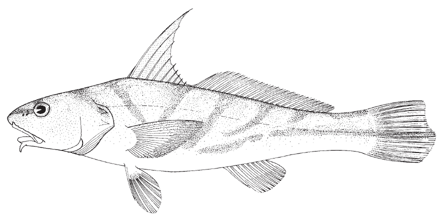 Kingfish | Virginia Institute of Marine Science