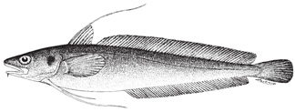 Red Hake | Virginia Institute of Marine Science