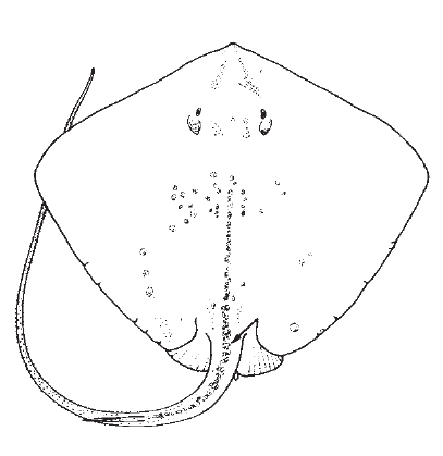 Roughtail Stingray | Virginia Institute of Marine Science
