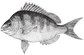 Scup | Virginia Institute of Marine Science