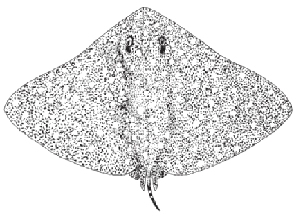 Smooth Butterfly Ray | Virginia Institute of Marine Science