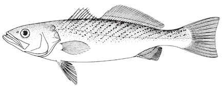 Weakfish | Virginia Institute of Marine Science
