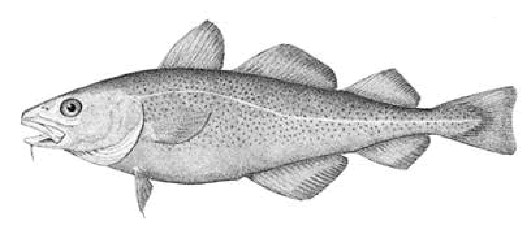 Atlantic Cod | Virginia Institute of Marine Science