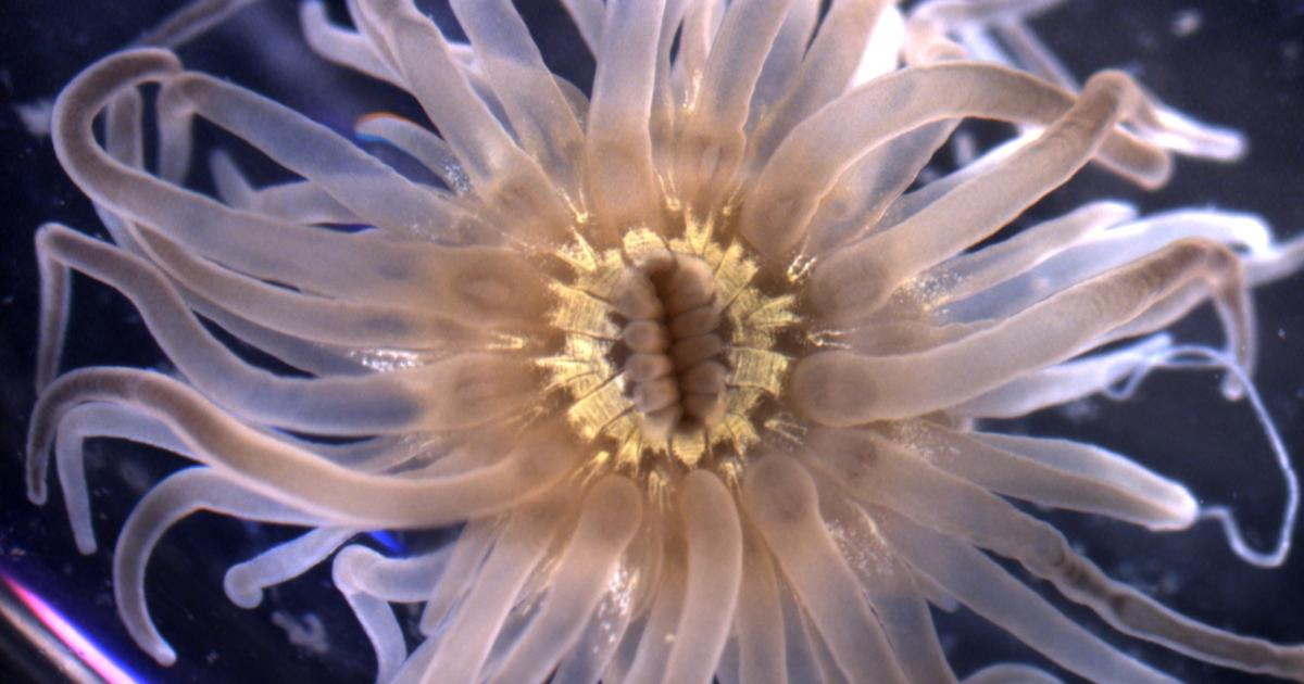 The VIMS Invertebrate Collection | Virginia Institute of Marine Science