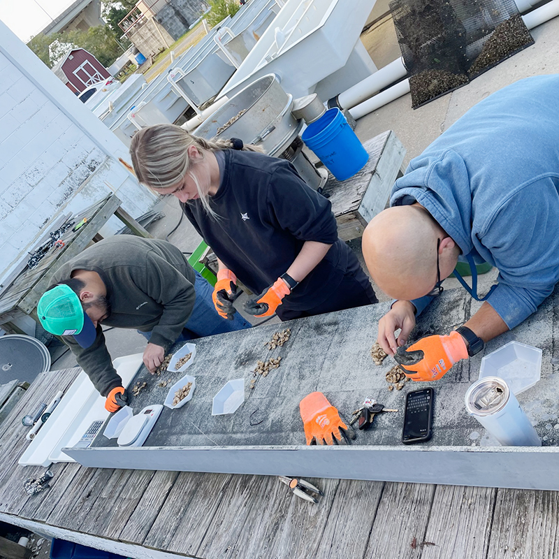 C-SALT Research | Virginia Institute of Marine Science