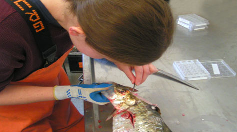 Fish Processing and Analysis | Virginia Institute of Marine Science
