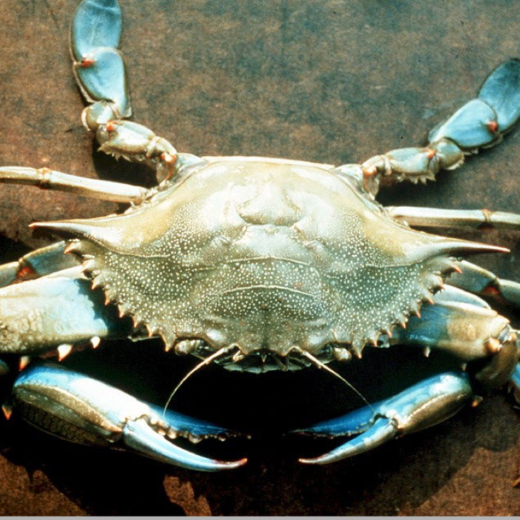 Research | Virginia Institute of Marine Science