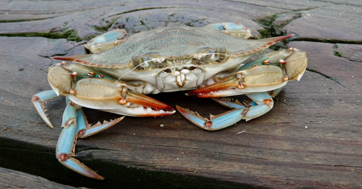 Winter Dredge Survey | Virginia Institute of Marine Science