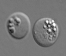 Taxonomy of Hematodinium | Virginia Institute of Marine Science