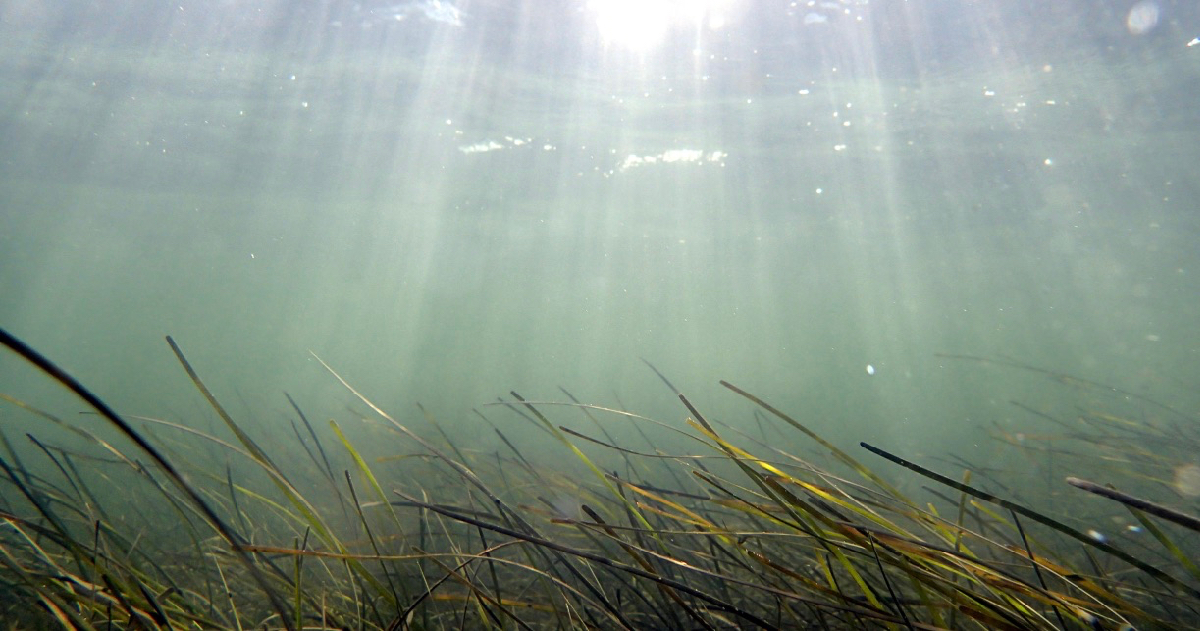 SAV Program | Virginia Institute of Marine Science